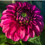 Dahlia Care and Designing Your Dahlia Cut Flower Garden